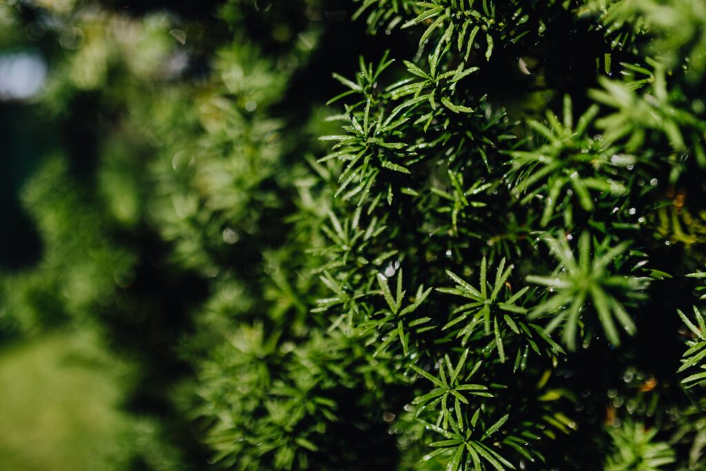 Taxus snoeien - Snoeiseizoen